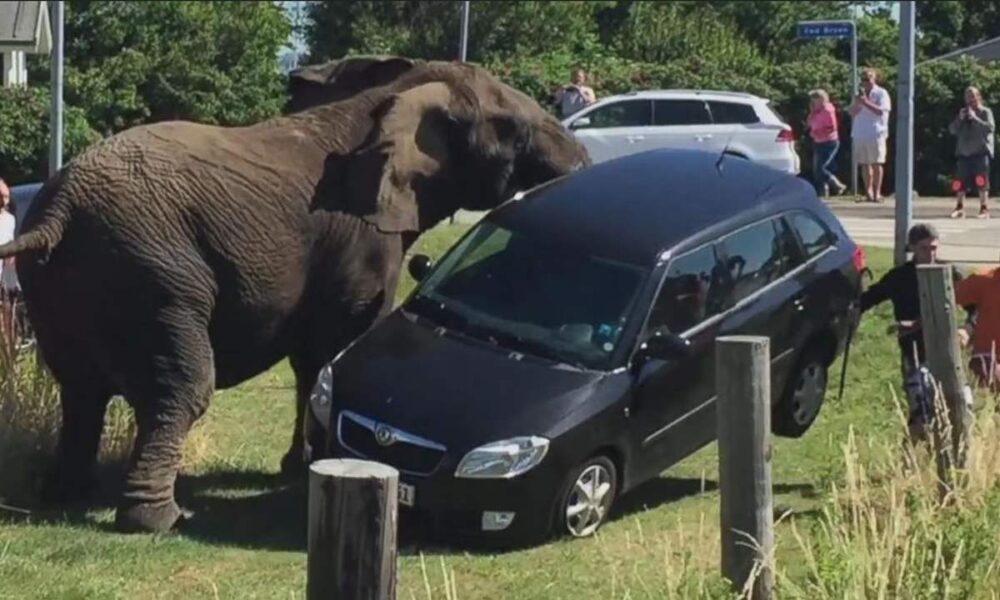 How to Survive an Elephant Attack – Discovery Instinct