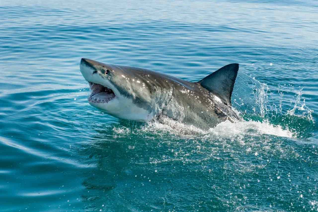 Tips on How to Survive a Shark Attack - Discovery Instinct